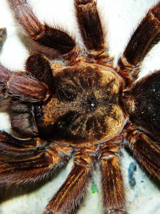 Goliath Birdeater: The Biggest Spider In The World - NewsBreak