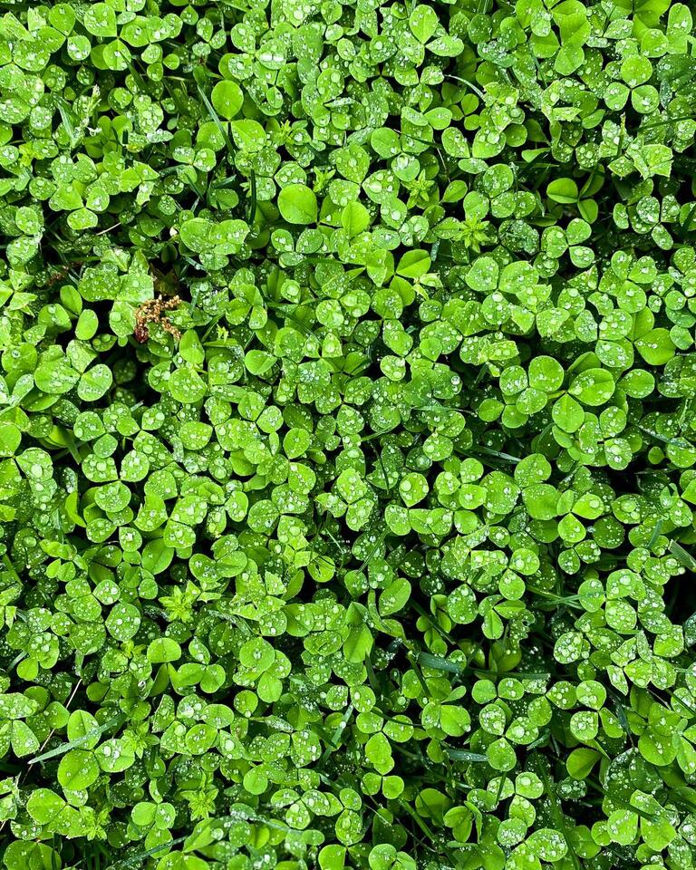How to Plant a Clover Lawn That's Low Maintenance and Eco-Friendly ...