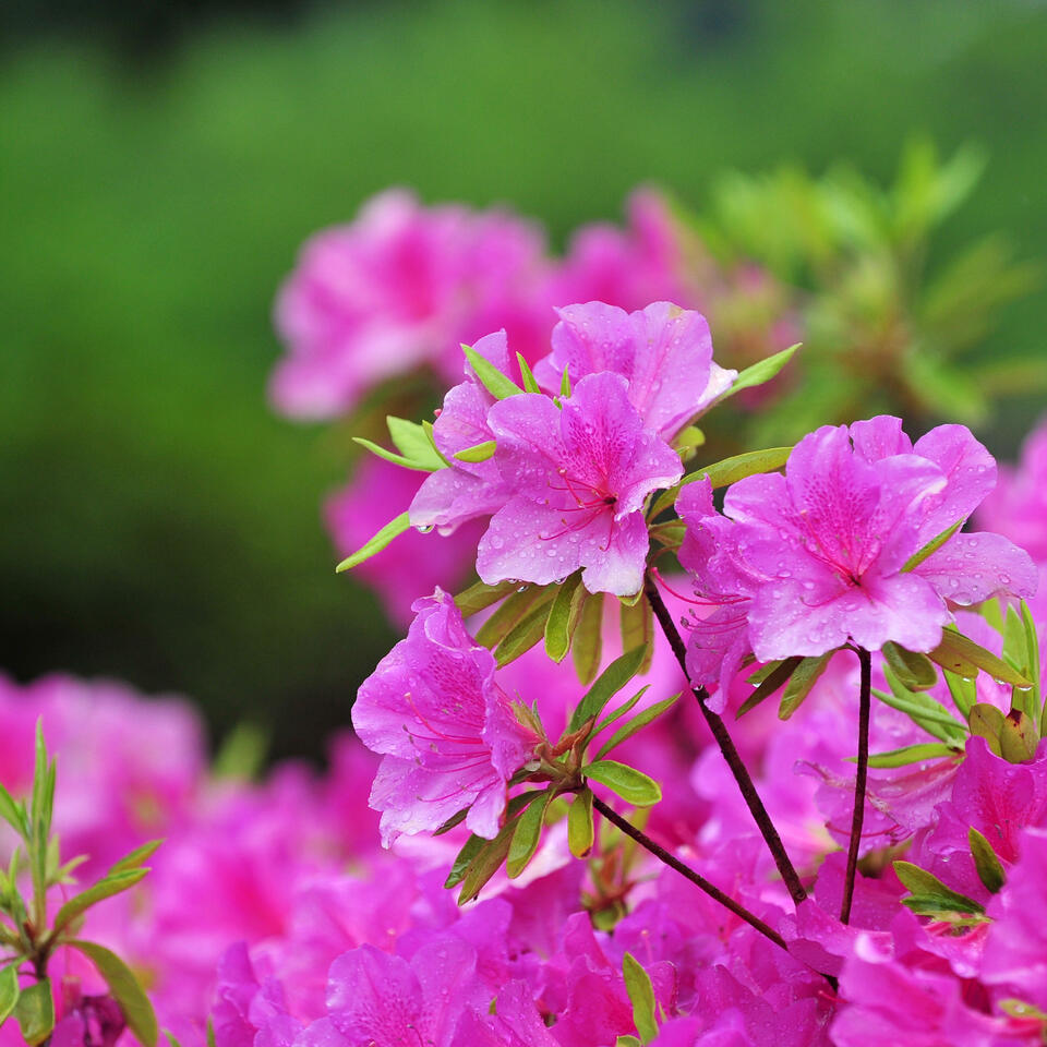 Ideal Azalea Water Requirements – For Lush, Healthy Shrubs That Will ...
