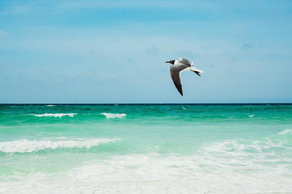 ⚠️ Day-Use Reservations Start May 15 at Henderson Beach State Park ...