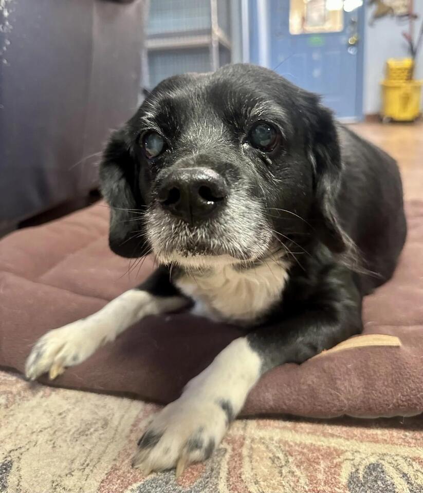 Needy Paws Animal Shelter: P.L.A.Y. Pet Beds Grant Report - NewsBreak