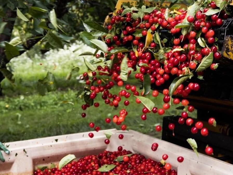 Inside the Country's Largest Tart Cherry Operation