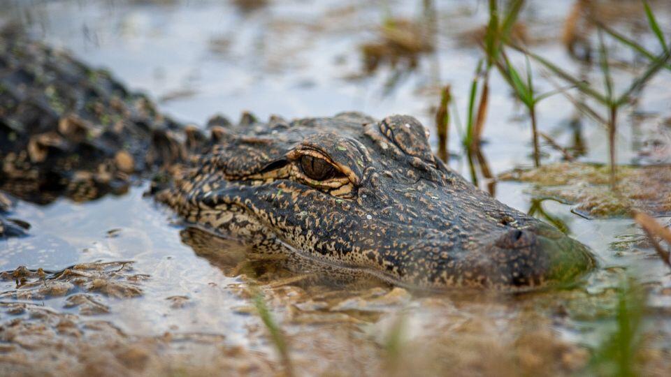 The Ancient Animals That Survived Long Enough to Witness Human ...