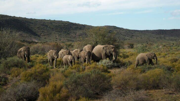 How Elephants Mourn Their Dead - NewsBreak