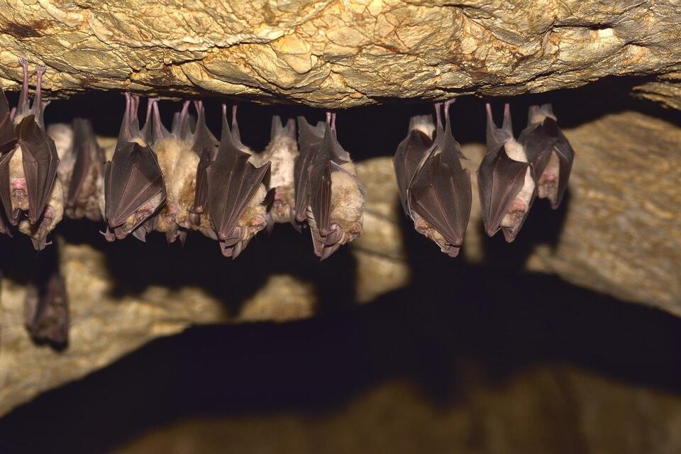 Don't Wake The Bats In New York Caves This Winter - NewsBreak