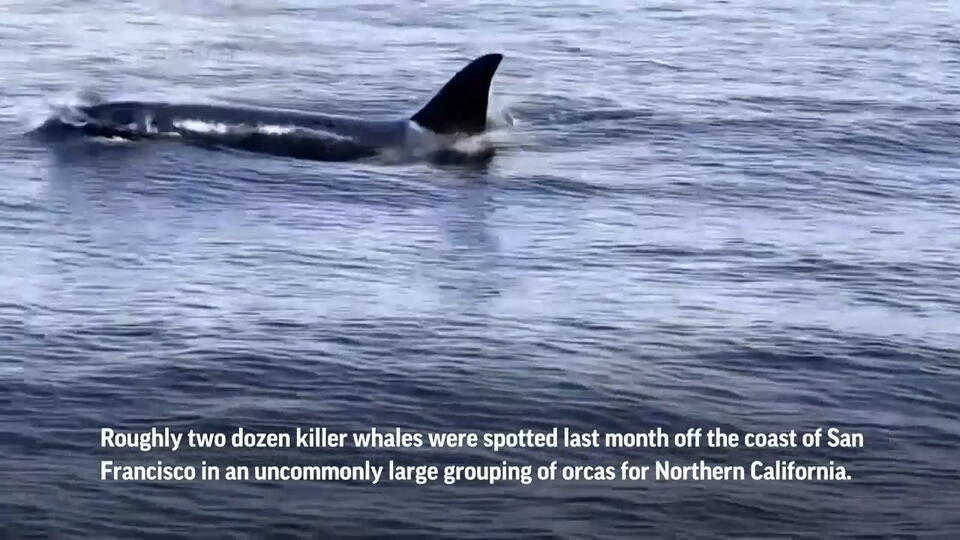 In unusual orca sighting, tour spots at least 20 killer whales off San ...