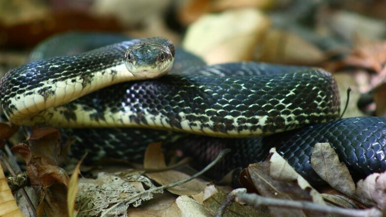 Rat snake cuts power to intersection, stops traffic in Virginia - NewsBreak