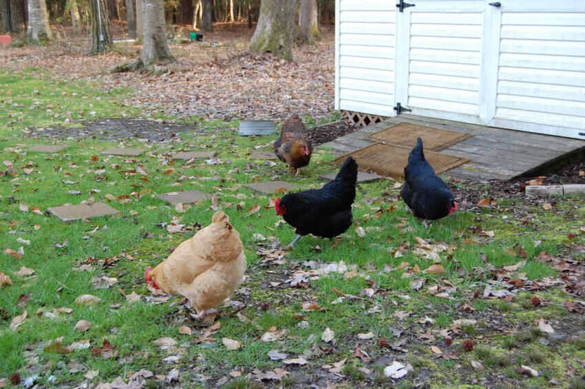 Nuisance code amendment on roaming chickens still on hold - NewsBreak