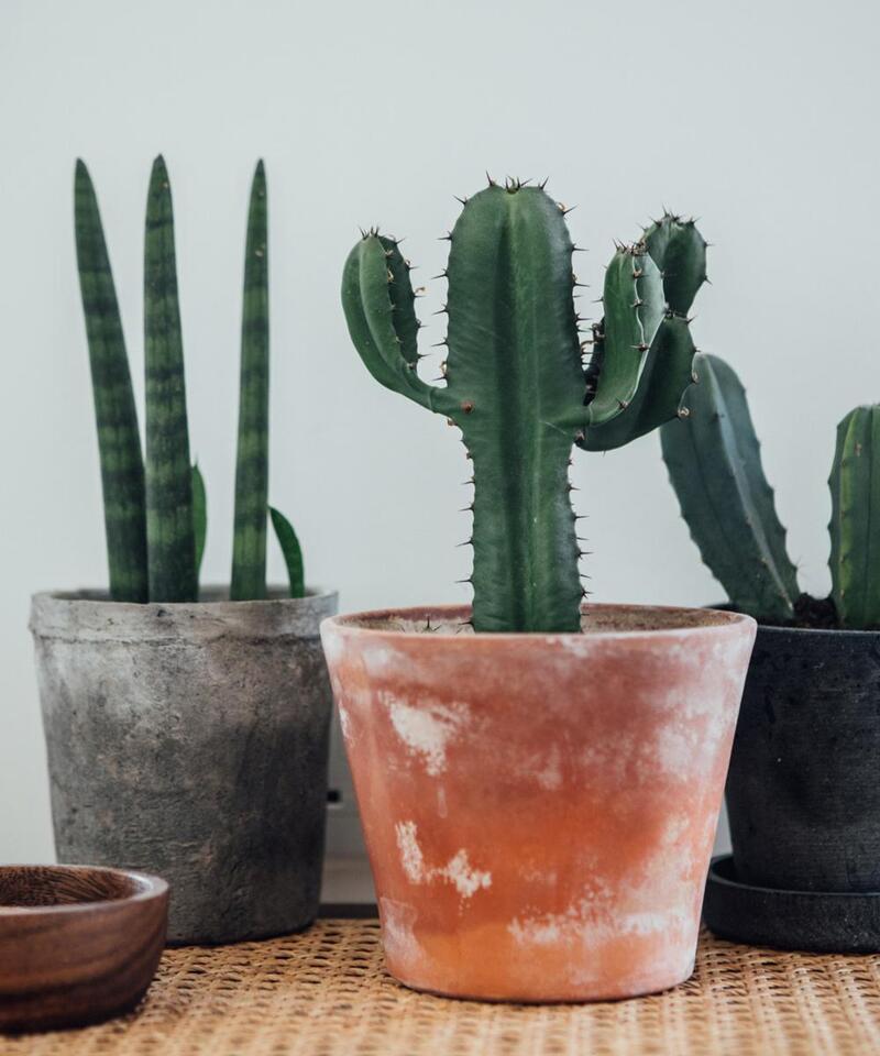 Rare cacti are the 'it plants' of 2025, according to new data from ...