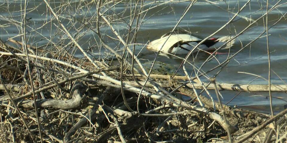 What the duck is going on with all the dead ducks at Sterling State ...