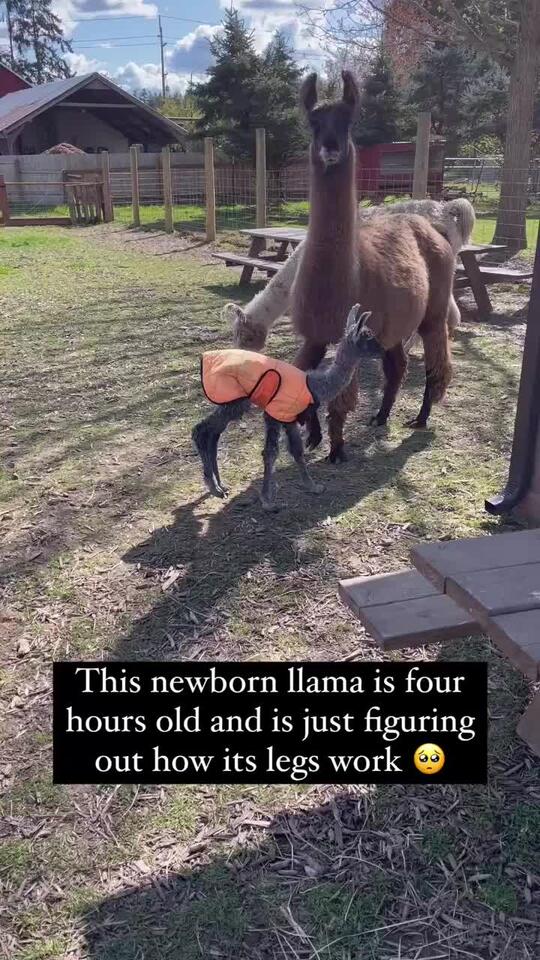 Newborn llamas, called crias, can stand and walk within 30 to 60 ...