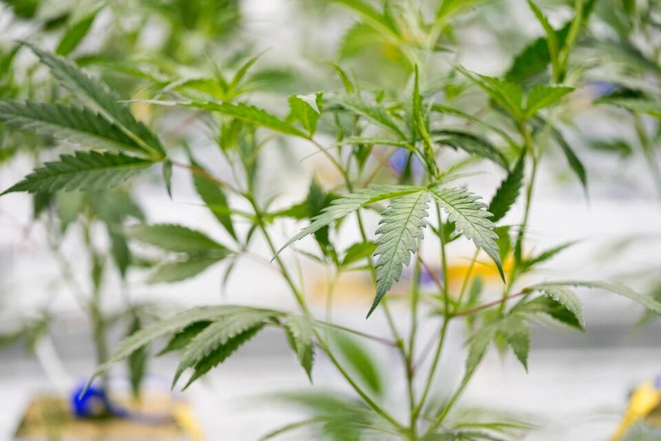 Is it legal to smoke marijuana in public in Ohio? Here's what the law ...