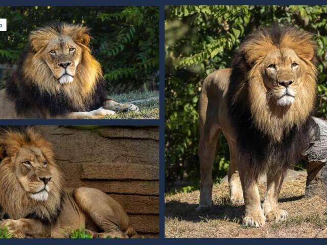 NEW HOME: Tulsa Zoo says goodbye to African Lion Kalu - NewsBreak