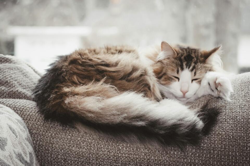 The Science Behind Why Cats Sleep Up to 16 Hours a Day - NewsBreak