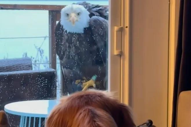 Bald Eagle Faces off With Family Dog on Washington Porch - NewsBreak