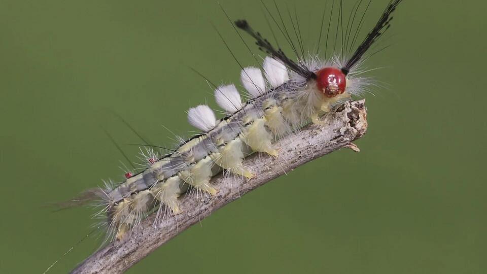 Common Caterpillars Found Throughout New York: Identification and ...