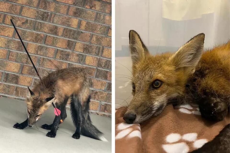 Red Fox Recovering in Colorado After Being Shot By An Arrow - NewsBreak