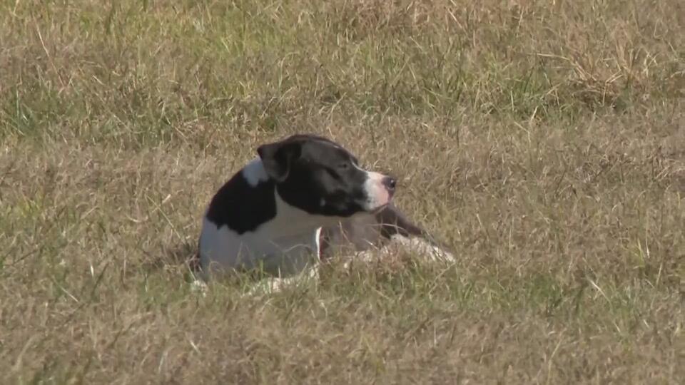 Stray dogs are attacking pets and chasing people in one southeast ...