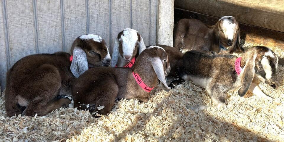 Shady Oaks Farm welcomes this year’s baby goats - NewsBreak