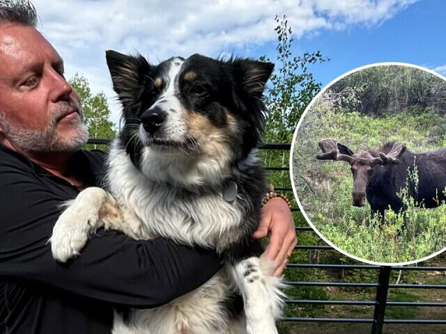 Two moose attacks reported less than two days apart in Winter Park