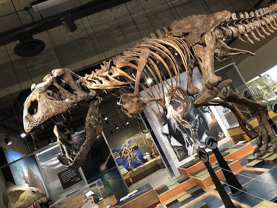 T. rex Arms: Ridiculous or Deadly? North American Fossils Fuel Both ...