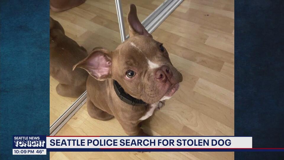 'Buddy' the dog missing after being stolen by 17-time convicted felon ...