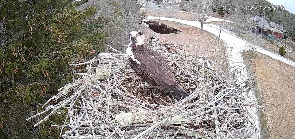 WATCH: Livestreaming Cape Cod osprey cam returns - NewsBreak