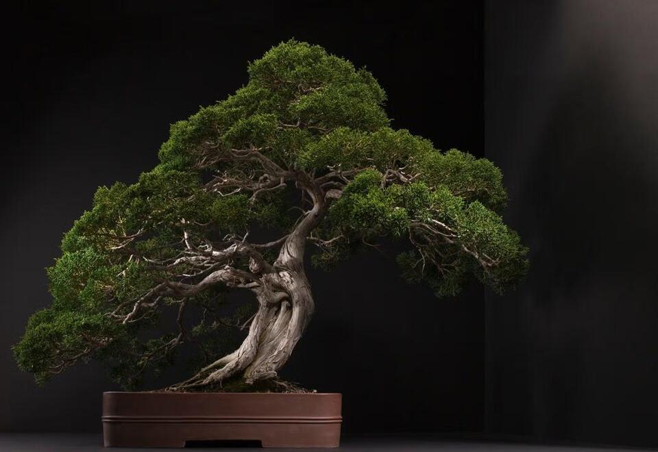 Longwood Gardens Hosts Bonsai Festival, Marks Carillon’s 25th Year ...