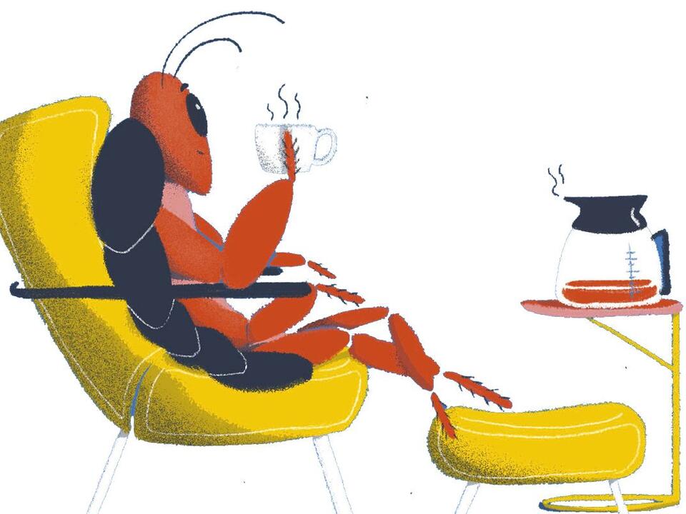 Why there could be beetle poop and larvae in your next coffee (and how ...