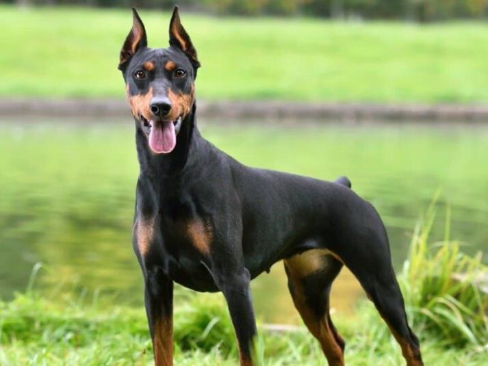 12 Lovable and Popular Short-Haired, Big Dog Breeds