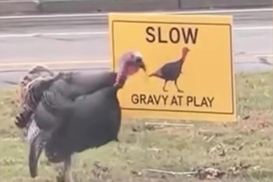 Notorious Rhode Island Turkey ‘Gravy’ Recovering After Being Hit by Car ...
