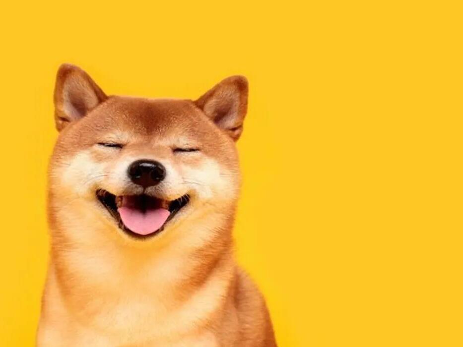 Kabosu, dog famous for the Doge meme, dies aged 18