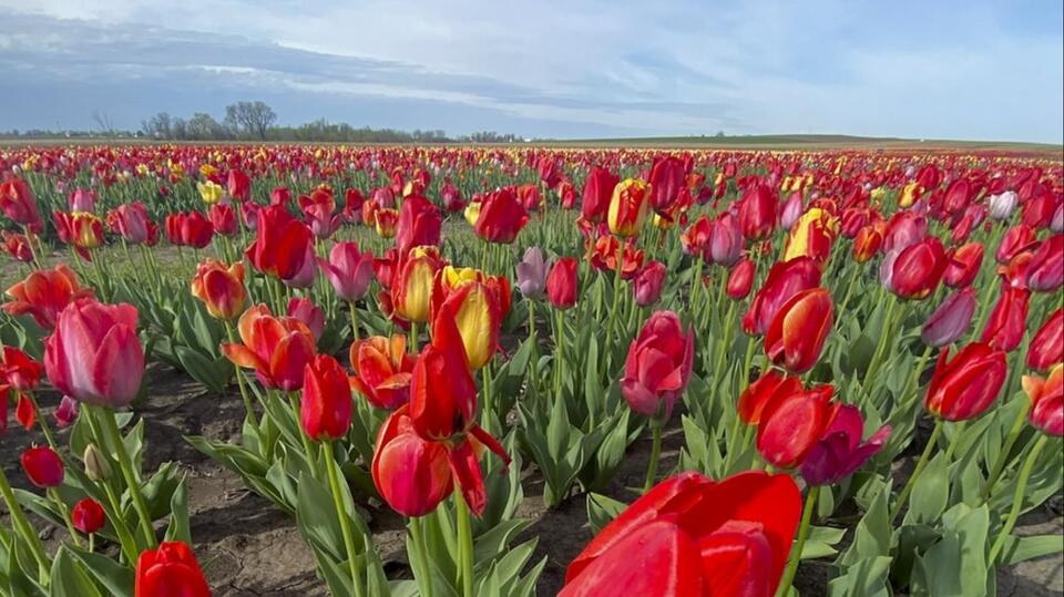 Eckert’s Farm invests $100,000 to launch new Tulip Trail - NewsBreak