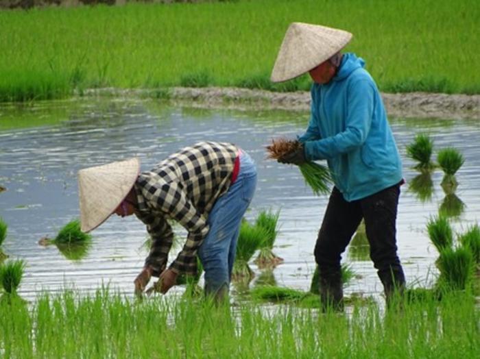 Foshan University pioneers nanoparticle method to curb cadmium in rice ...