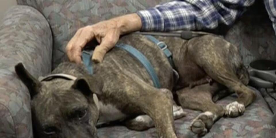 Leigh’s Lost and Found Digital Extra: Trapper tracks missing dog in the ...