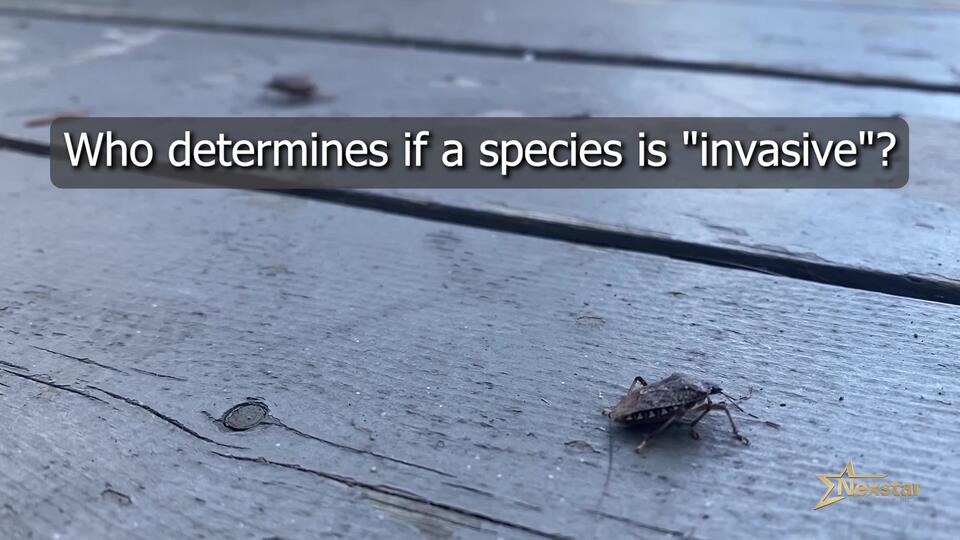 Invasive moth spreads to new state: Where else has it been detected ...