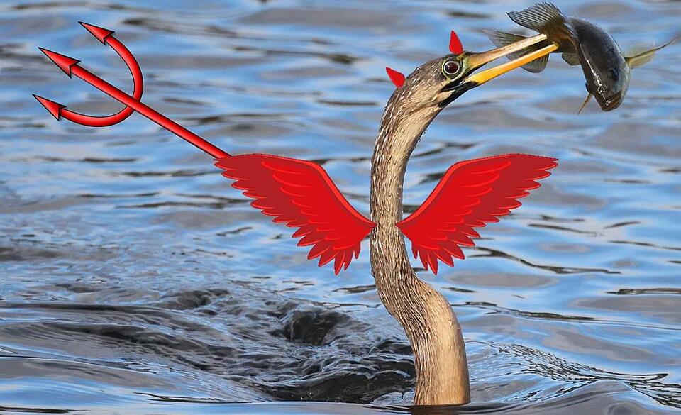 The Rare ‘Devil Bird’ Has Migrated to New York, Have You Spotted One ...