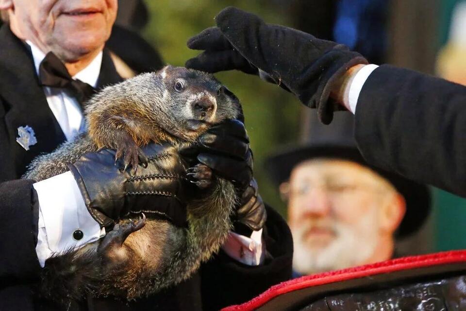 Groundhogs are lousy forecasters but valuable animal engineers – and an ...