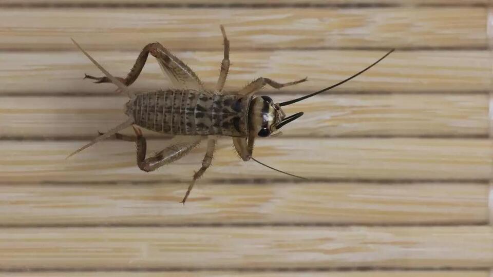 WATCH: Cricket-geddon In Idaho and Nevada - NewsBreak
