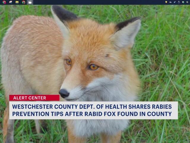 Health Department shares tips in response to rabid fox that bit 4 in ...