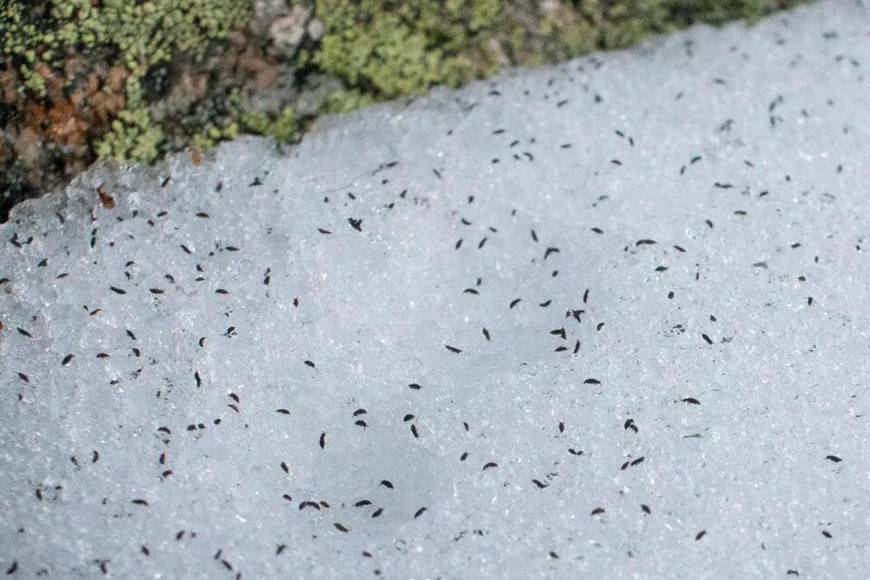 You might spot these tiny insects on the snow this winter - NewsBreak
