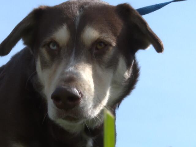 Pulaski County husky is in recovery from smoke inhalation after house ...