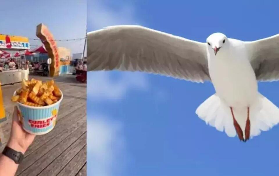 Cape May Man Indicted for Killing Seagull in Wildwood - NewsBreak