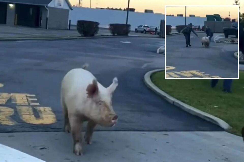 Ohio state troopers catch loose pig at McDonald’s drive-thru: video ...