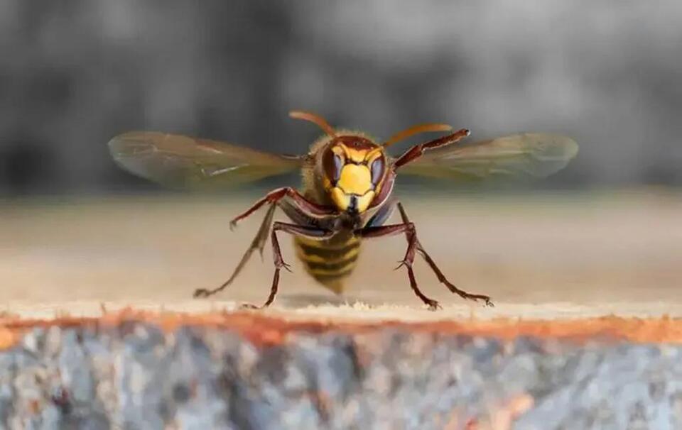 8 Common Stinging Insects Found in San Diego - NewsBreak
