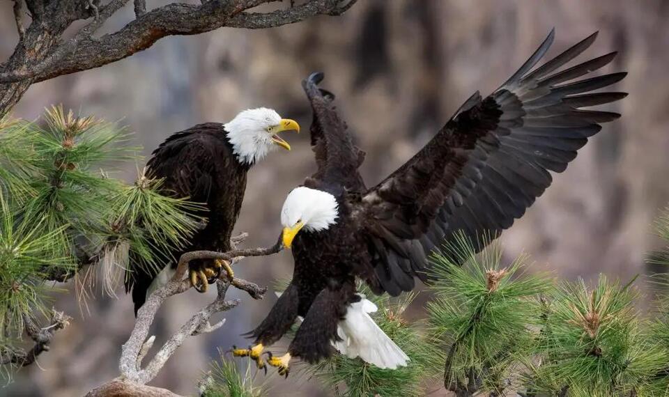 2 Types of Eagles in Oregon (With Pictures and Identification) - NewsBreak