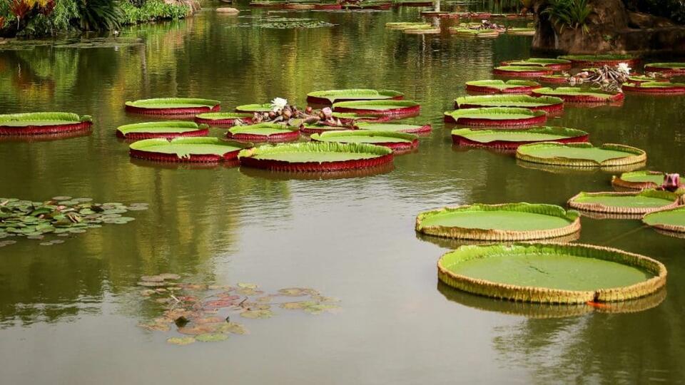 Explorer films forgotten zoo pond and uncovers nightmare fuel truth ...