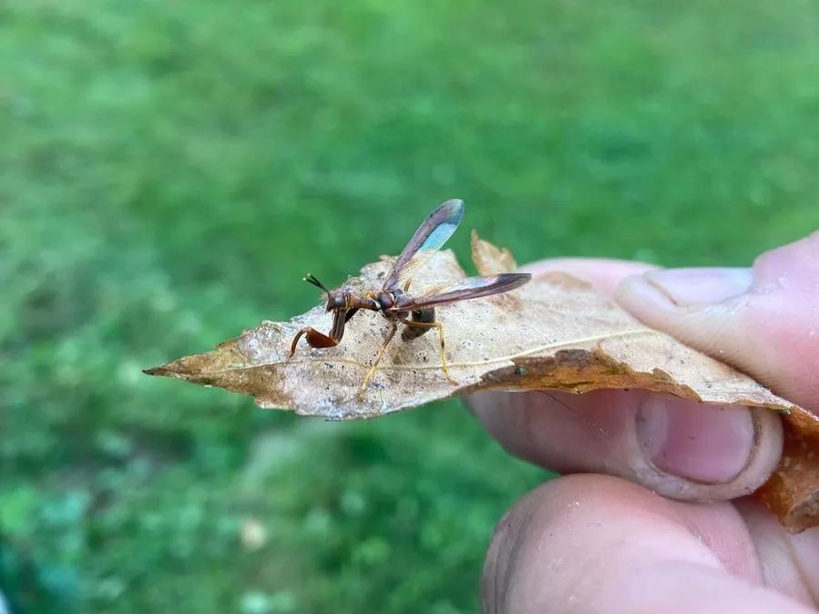 Meet the rare Maine bug that’s equal parts Frankenstein and Dracula