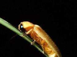 Four New Species Of Firefly Added To IUCN Red List – And They're All In ...