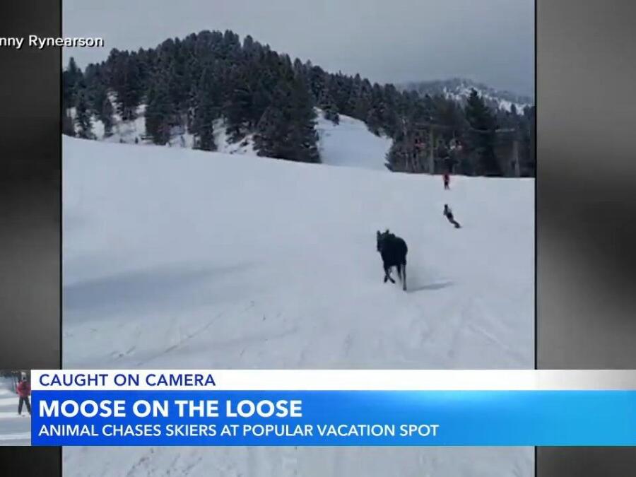 Watch: Moose chases skiers at Wyoming resort